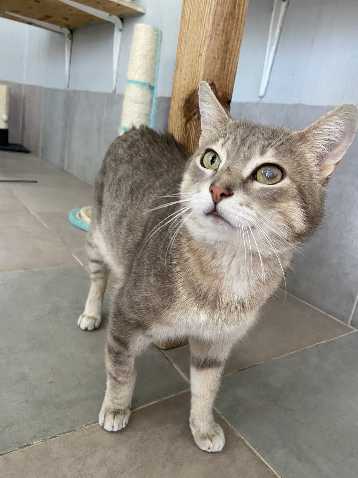 Chats – S.P.A. de Salon et sa Région